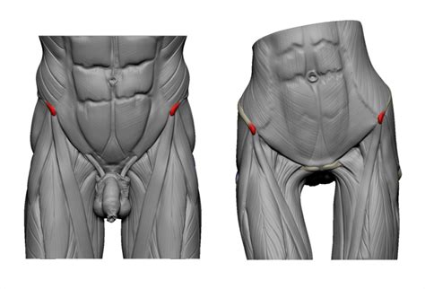 Butt Bones And Body Proportions Anatomy For Sculptors