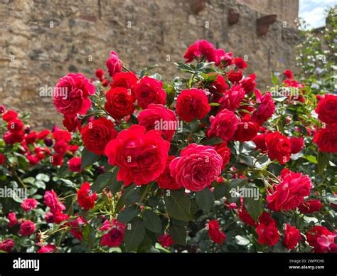 Out Of Rosenheim Ist Eine Wunderschoene Rote Beetrose Out Of Rosenheim Is A Beautiful