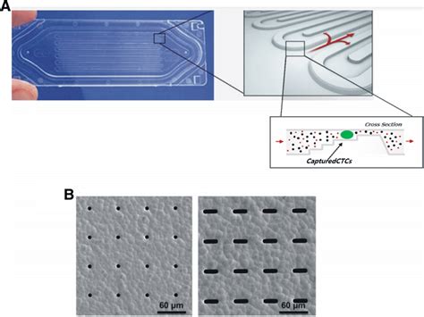 Microfluidic Ctc Sorting Devices Where A Parsortix Contains A Download Scientific Diagram