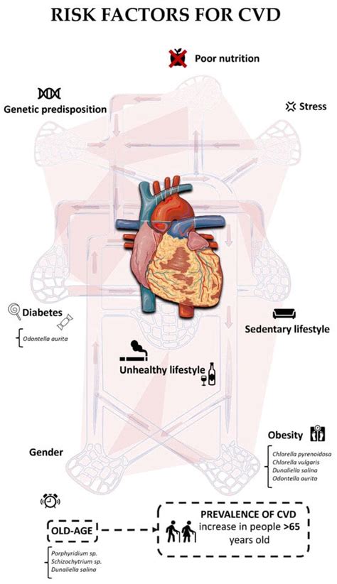 Marine Microalgal Products With Activities Against Age Related Cardiovascular Diseases