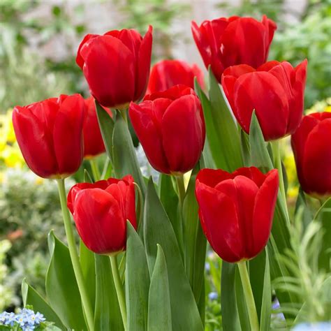 Garden State Bulb Tulip Red Bulbs 100 Count Pack Hof18 08 The Home Depot Flower Seeds