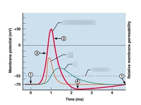 Diagram Of Physiology Action Potentials Quizlet