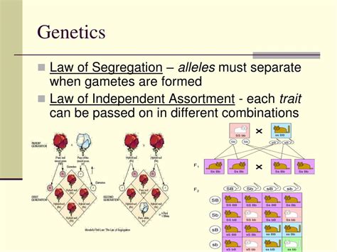Ppt Heredity And Mendel Meiosis Powerpoint Presentation Free