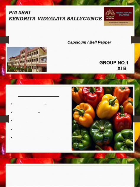 Investigatory Project Class 11 B 2024 25 Group 1 Pdf