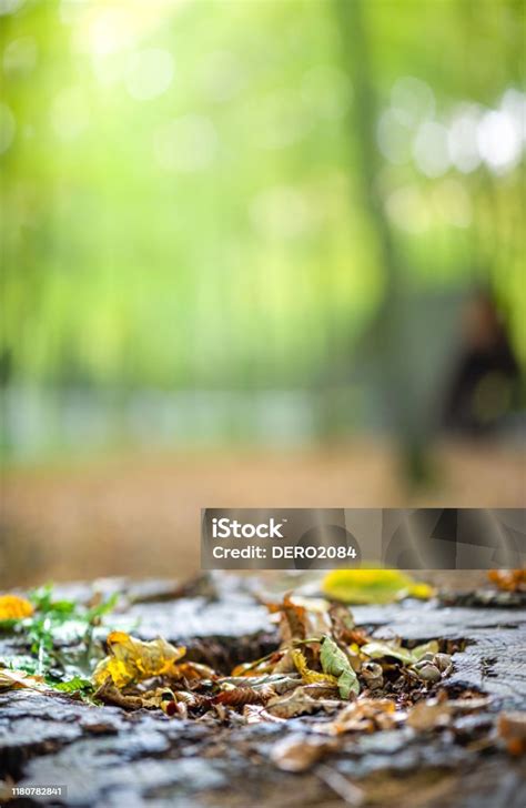 숲에서 쓰러진 노란 나뭇잎이 그루터기 위에 놓여 있으며 가벼이 나무의 두꺼운 부분을 뚫고 지나고 있습니다 가을 테마에 수직 자연 배경 텍스트에 대한 복사 공간 0명에 대한