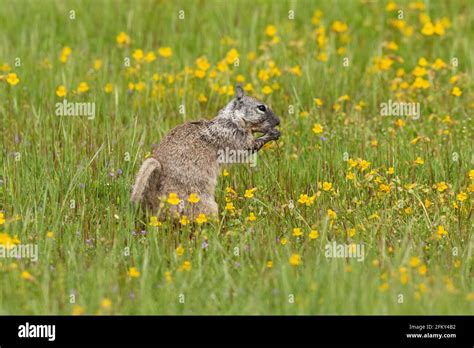California Ground Squirrel Feeding Citellus Beecheyi Upland Habitat