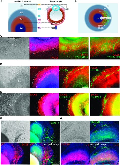 Spontaneously Generated Ppm Cells In A 2d Seam Of Human Eye Development Download Scientific