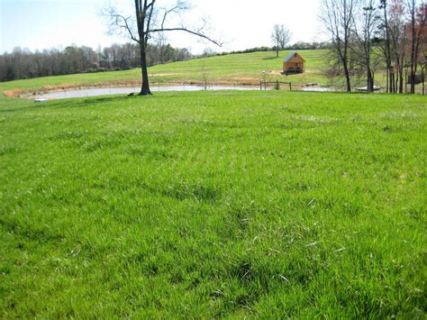 What Kind Of Grass Grows In Shade In Tennessee At Lori Francois Blog