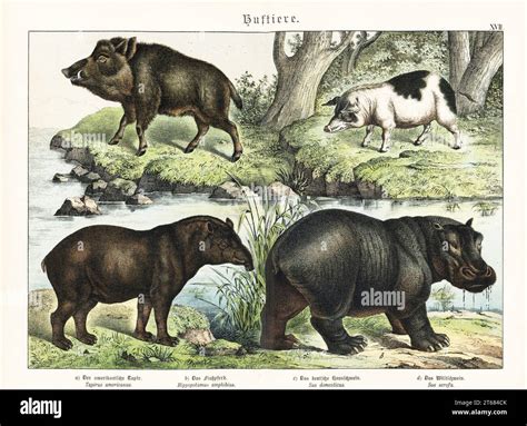 South American Tapir Tapirus Terrestris A Hippo Hippopotamus