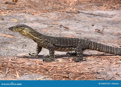Australian Monitor Lizards