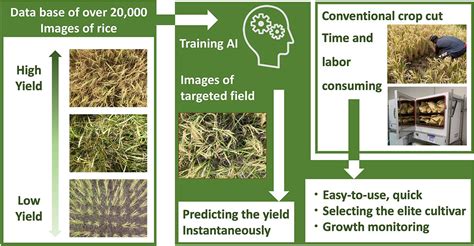 Instant Prediction Of The Rice Yield By Artificial Intelligence Based Image Analysis
