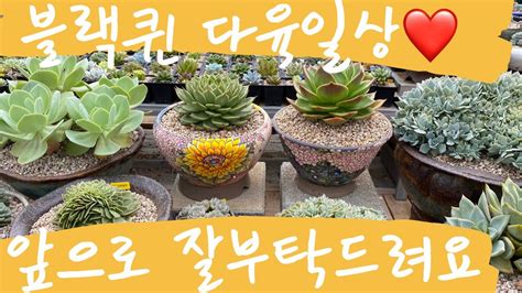 🌺블랙퀸다육일상영상이에요 앞으로도 잘부탁드려요💕 Youtube