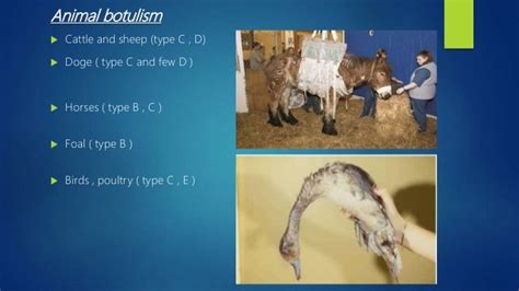 Botulism Symptoms In Cattle