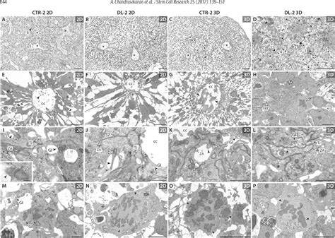 figure 2 from comparison of 2d and 3d neural induction methods for the