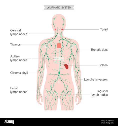 Lymph Node Locations Male