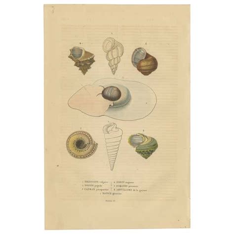 Shell Spectacular A Collection Of Mollusk Shells Engraved And