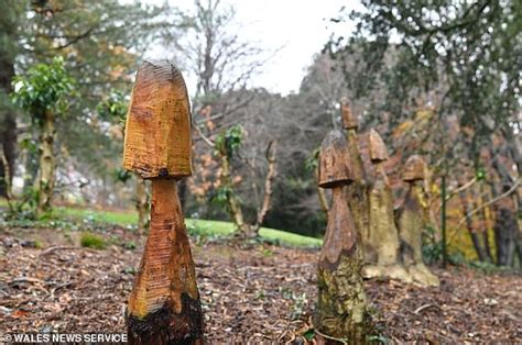 Wooden Fungi Carved From Tree Trunks Are Axed From Public Park Because They Look Like Penises