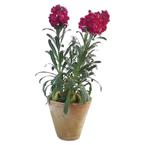 گل شب بو قرمز قیمت گل شب بو قرمز از درب تولیدی