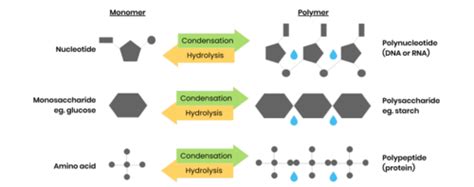 A Level Biology Topic 1 Flashcards Quizlet