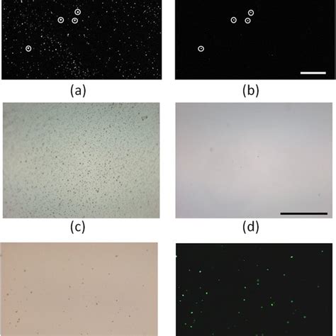 Fluorescence Image Of 0 25 µm And 1 µm Polystyrene Beads Under A Blue Download Scientific