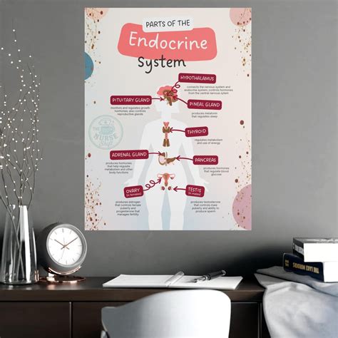 Endocrine System Poster Educational Anatomy Wall Art Etsy