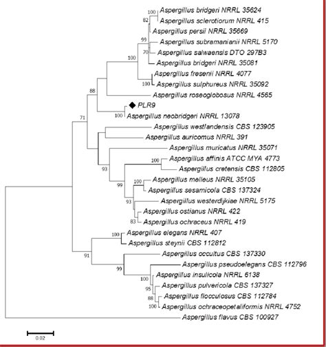 phylogenetic tree generated by maximum likelihood analysis based on the