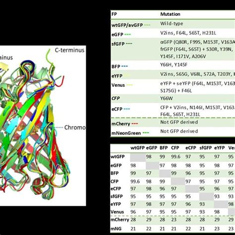 Secondary Structure Topology Diagram Of Gfp And Its Variants Shown Are
