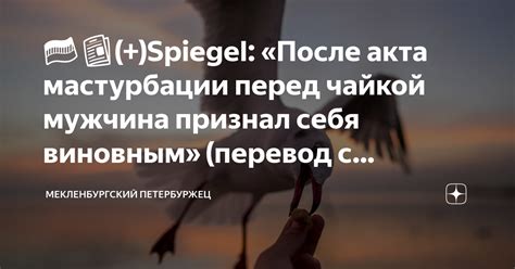 🇩🇪📰 Spiegel «После акта мастурбации перед чайкой мужчина признал себя виновным перевод с