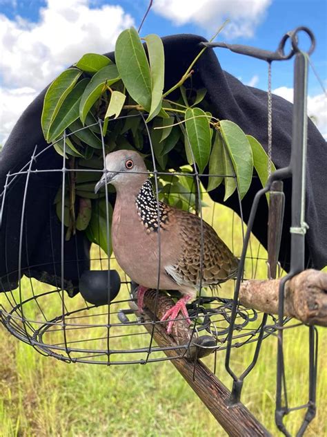 လွိုင်လင်မြို့ ပင်လုံမြို့ ချိုးတည် ဝါသနာ ရှင်များ