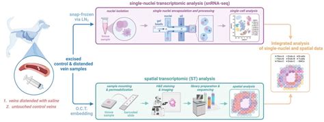 Spatial Transcriptomics