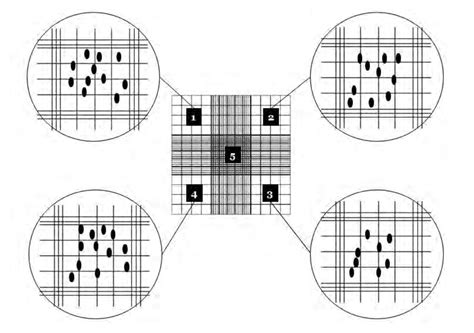 In The Seaweed Nursery A Practical Overview Maine Aquaculture