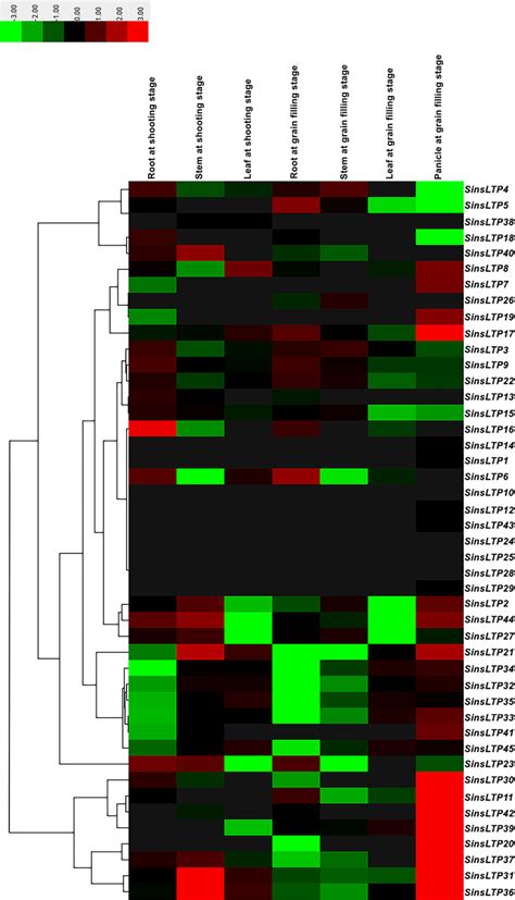 hierarchical clustering of tissue specific expression of sinsltp genes