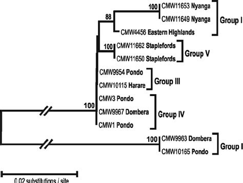 neighbour joining tree rooted to midpoint based on igs 1 sequence data