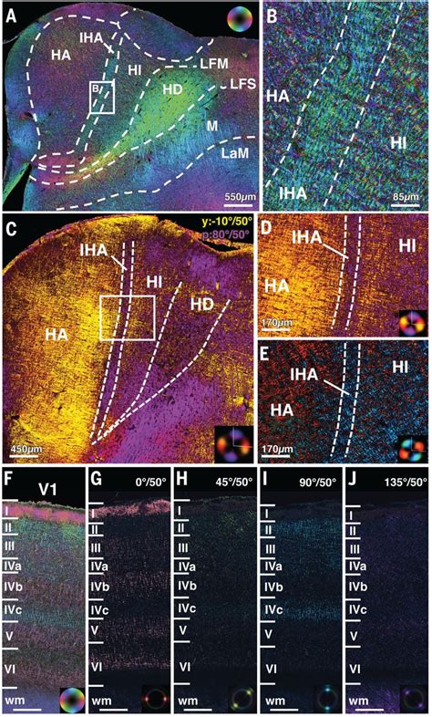 A Cortex Like Canonical Circuit In The Avian Forebrain Science