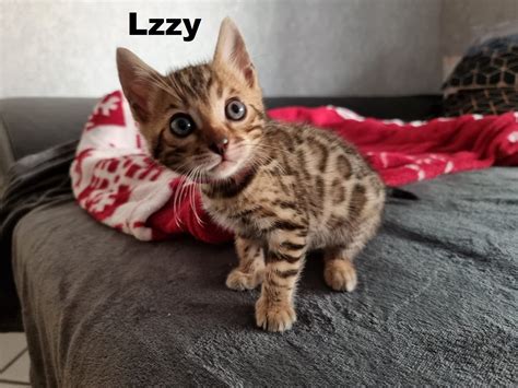 Mooie Bengaal Kittens