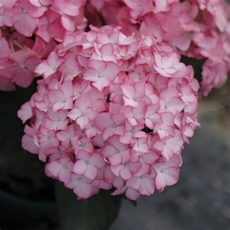 A Complete Guide To Caring For Hydrangea Macrophylla Chinese Exporter