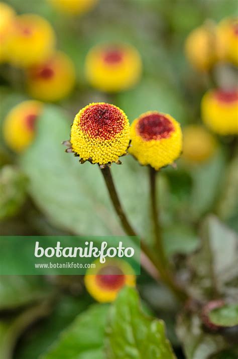 Paracress Acmella Oleracea Botanikfoto Picture Library Plant And Garden Photography