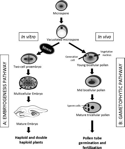 Microspore Alchetron The Free Social Encyclopedia