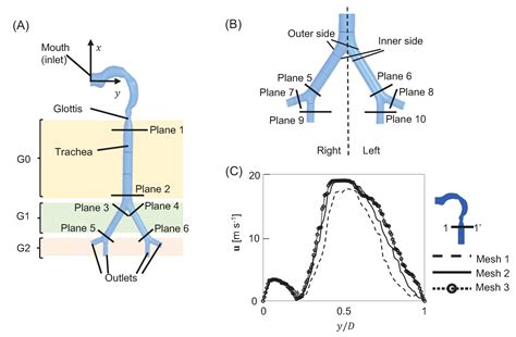 Fluids Free Full Text Effects Of Varying Inhalation Duration And Respiratory Rate On Human
