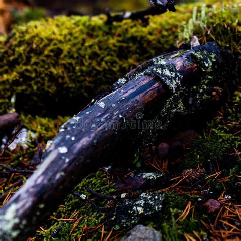 closeup shot of a tree root with a layer of moss stock image image