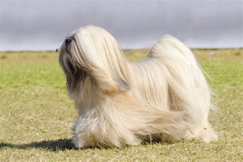 2025年01月06日 ミニチュアピンシャーごん太の眼