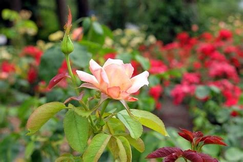 Рози 155 снимки Най добрите сортове засаждане грижи отглеждане и размножаване инструкции