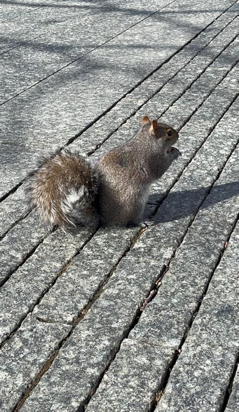 My Friend Found This Cutie On His Trip In Nyc R Fatsquirrellove