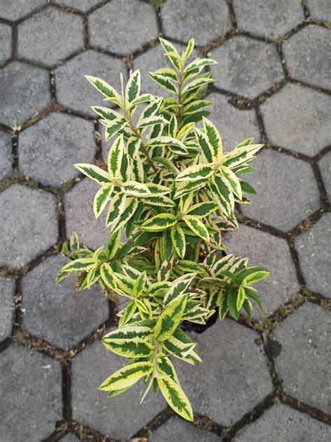 Mini Guava Variegated Furniture And Home Living Gardening Plants And Seeds On Carousell