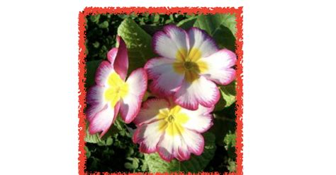 Conociendo A La Escritora Vanessa Dolores Nombre Y Flores