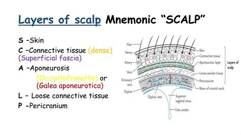 The 5 Layers Of Scalp Explained Skinkraft