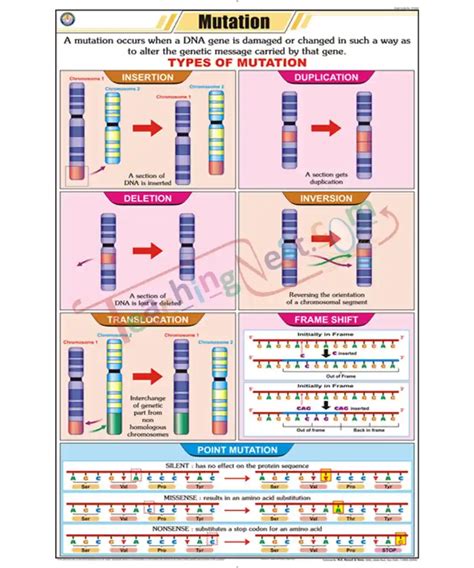 Mutation Chart Laminated With Rollers Teachingnest