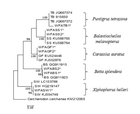 Maximum Likelihood ML Tree Showing Relationship Among Eight Sequences Download Scientific