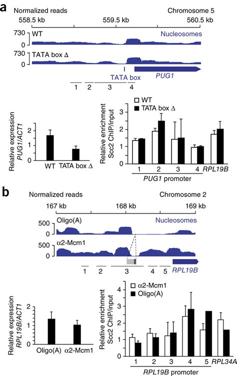 scc2 scc4 recruitment is independent of an active open promoter a