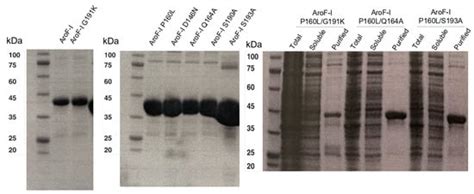 Biochem An Open Access Journal From Mdpi